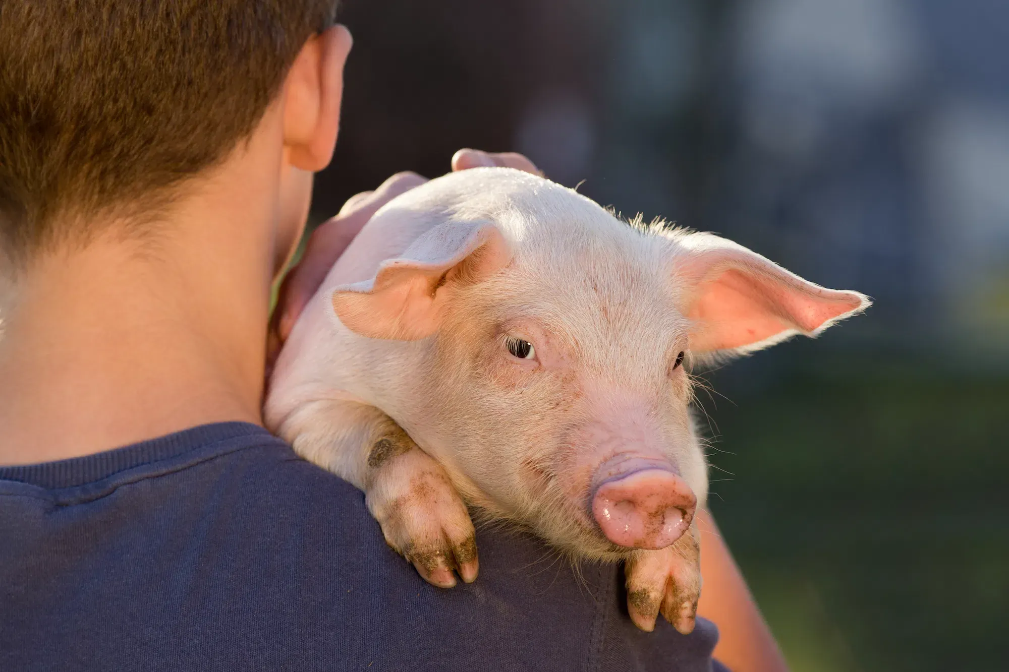 A pig resting on someone's shoulder